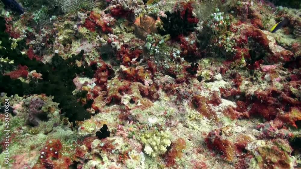 Spotted fish Grouper on underwater seabed of ocean in Maldives. Grouper ...