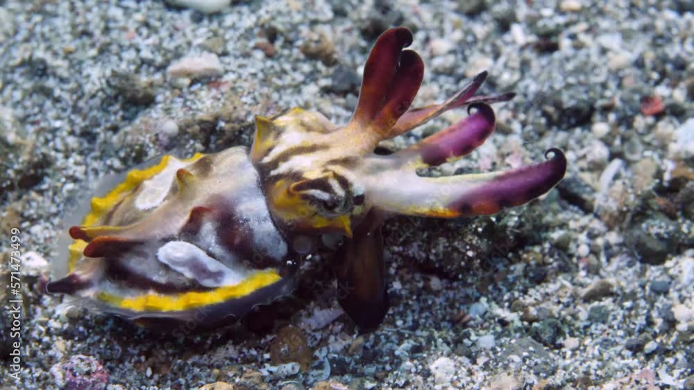Painted cuttlefish Metasepia pfefferi on rocky seabed in clear water ...