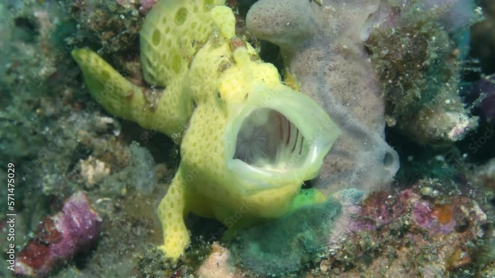 Frog fish in underwater world of Tulamben. Despite their unusual ...