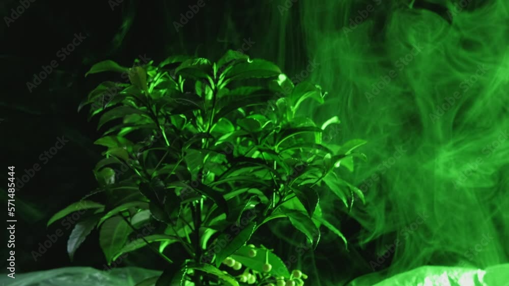 Greenhouse effect. Global warming. Industry pollution. Bonsai tree ...