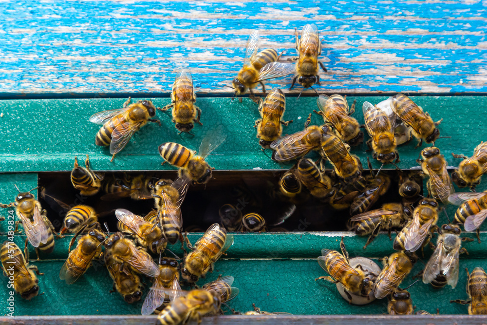Close up of flying bees. Wooden beehive and bees. Plenty of bees at the ...