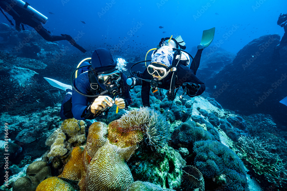 diver examining coral in the clear water of the Gulf of Thailand Stock ...