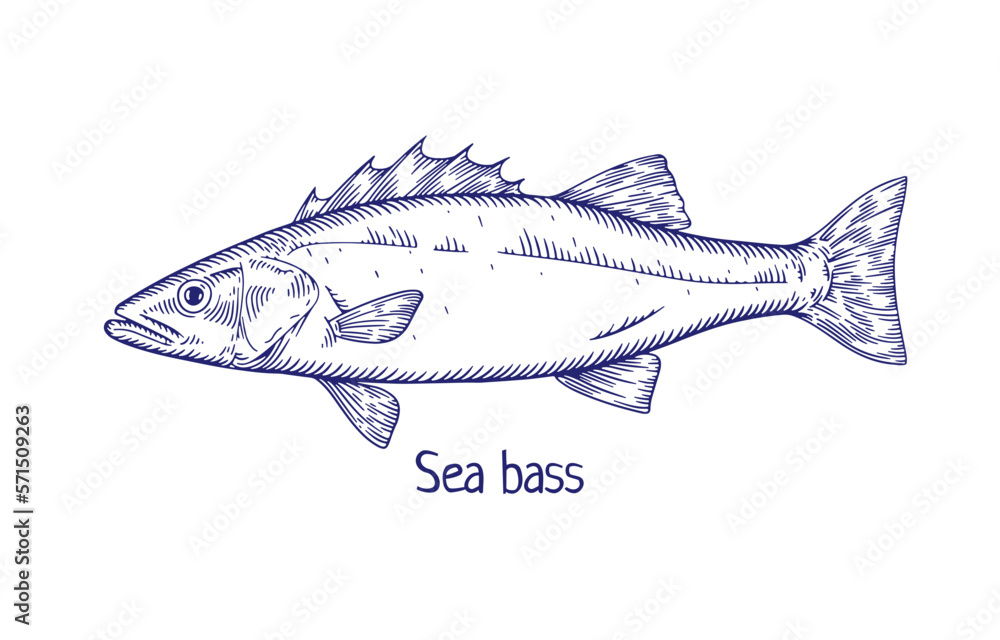 Sea bass, outlined contoured drawing in vintage style. Detailed ocean ...