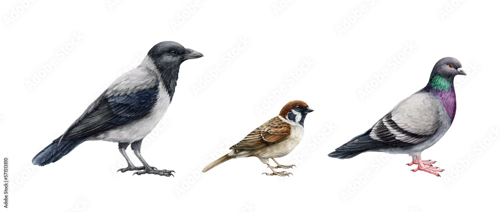 City birds illustration set. Hand drawn common crow, sparrow, pigeon ...