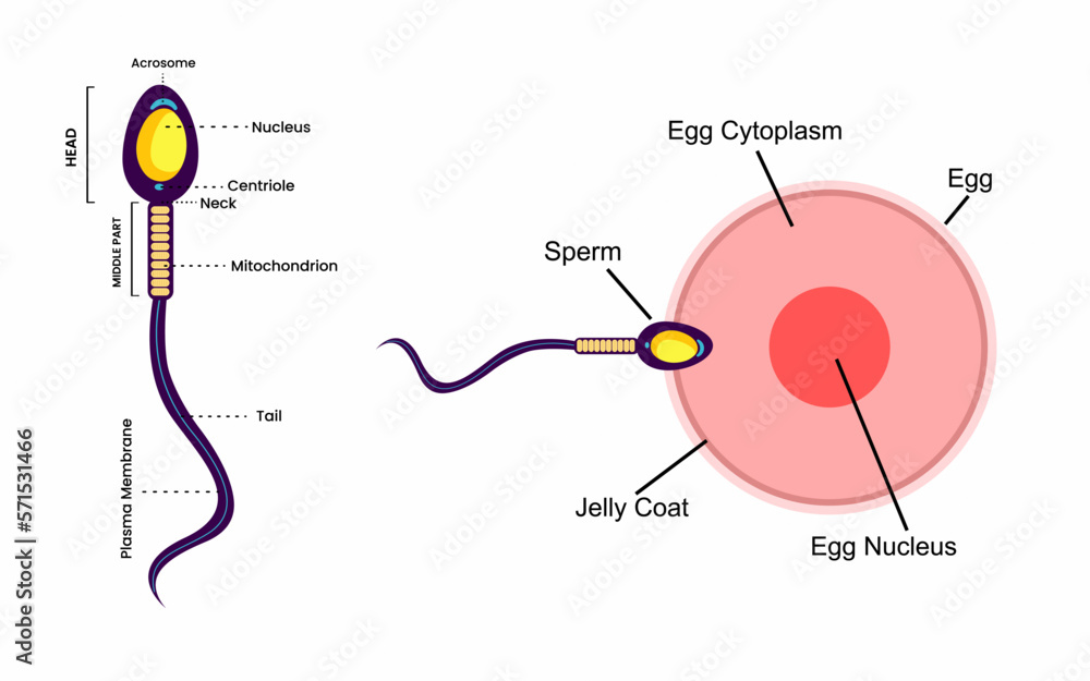 Photo & Art Print Human sexual reproductive system, Woman egg and man ...
