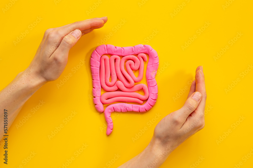 Human intestines colon organ shape with woman hands. Bowel disease ...