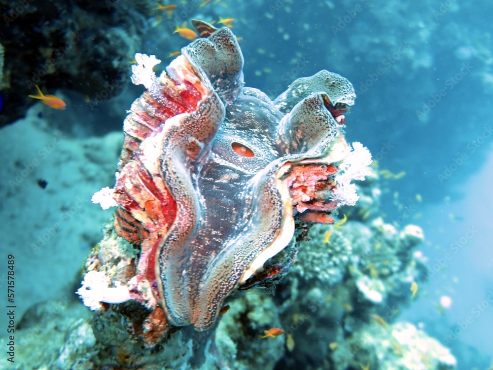 Giant clam shell of red sea Stock Photo | Adobe Stock