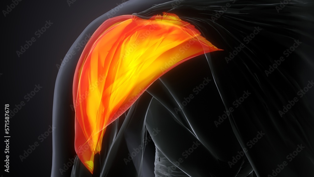 3d iillustration arm muscles deltoideus muscle anatomy. Stock ...
