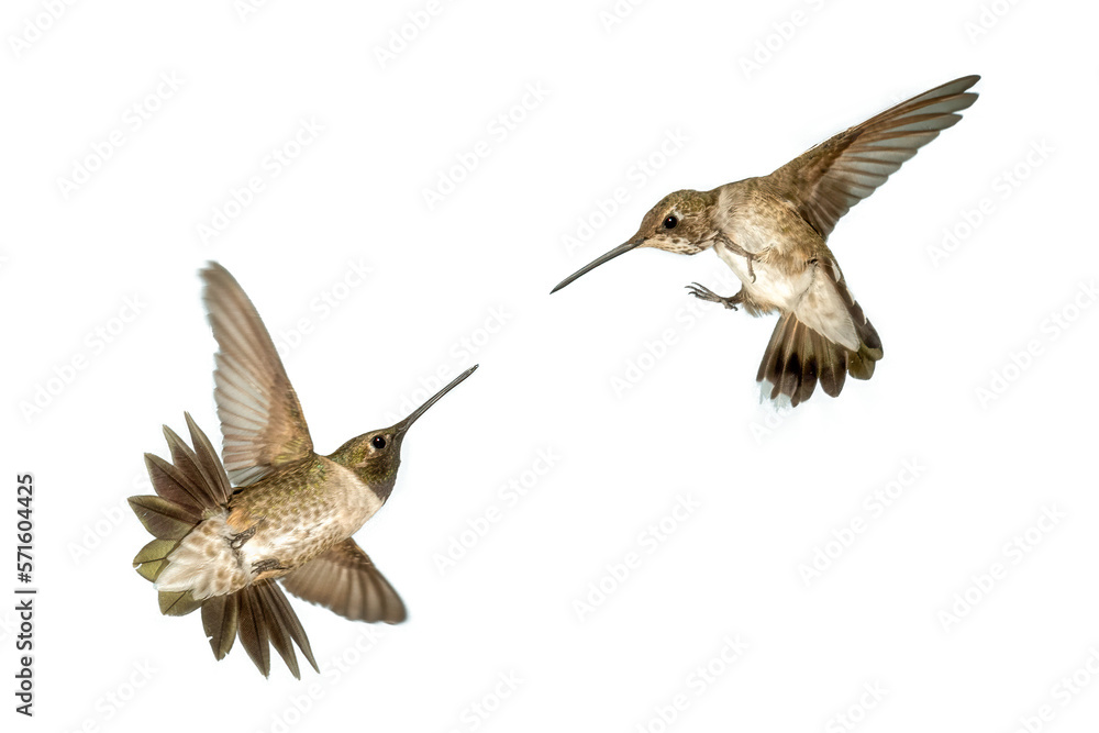 Adult Ruby-throated Hummingbird - Archilochus colubris - isolated ...