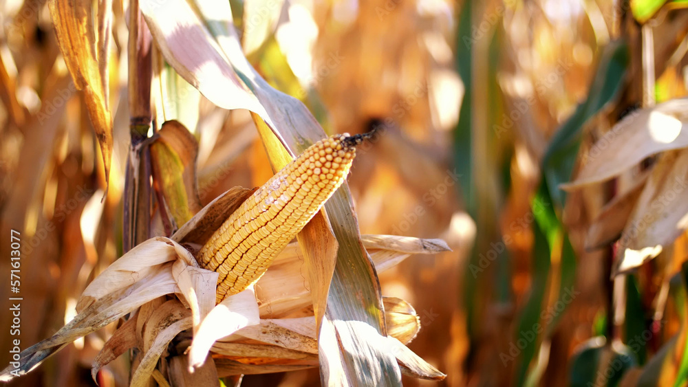 close-up, corn doll in sunshine. Corn crops on dried corn trees is ...
