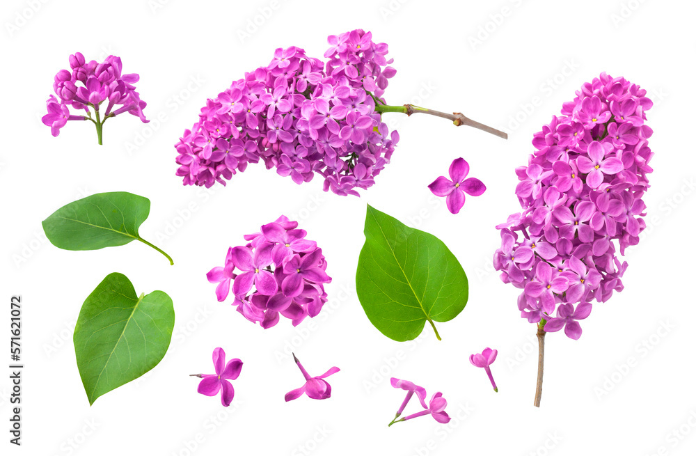 Pink purple lilac flower branches, inflorescences, buds, green leaves ...