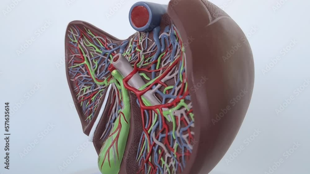 Human liver anatomy closeup. Realistic anatomy structure of liver organ ...