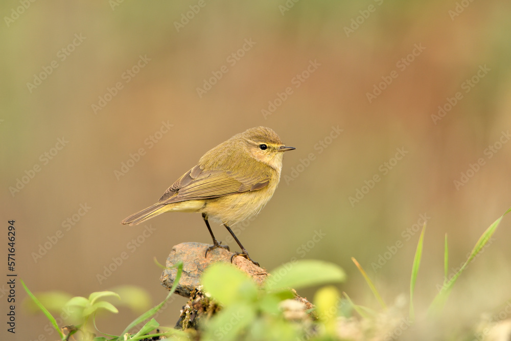 mosquitero común pposado en el suelo del bosque (Phylloscopus collybita ...