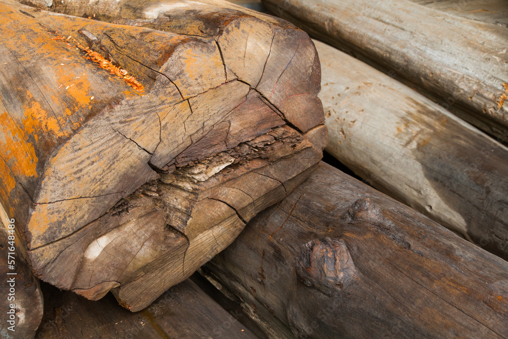 Teak wood,teak wood stump in the sawmill on low light indoor,Piles of ...