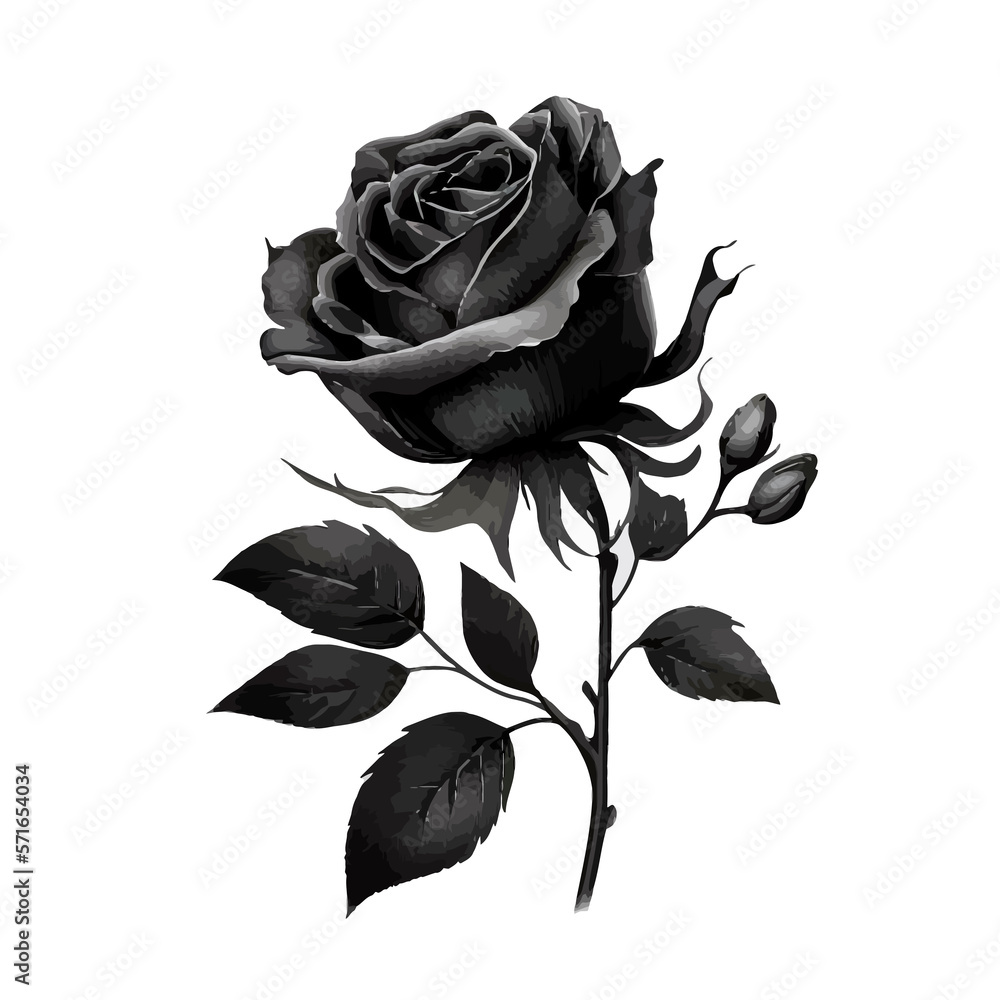 Black rose isolated on white background. Vector illustration for your ...