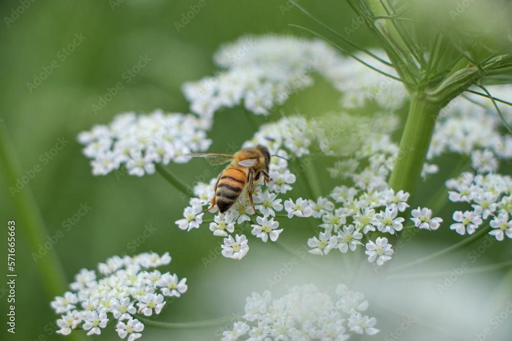 Bee collects pollen for honey. Anise flower field. caraway flower t ...