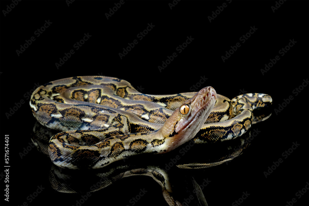 Indonesia python snake isolated on black background, non-venomous snake ...