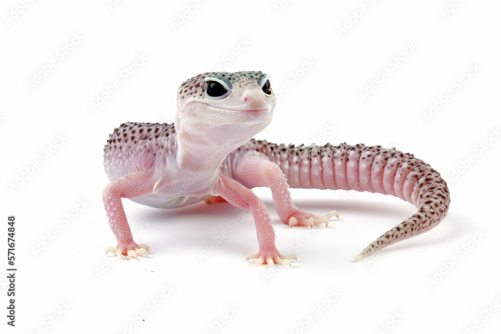 Fat-tailed geckos isolated on white background, cute lizards that are ...