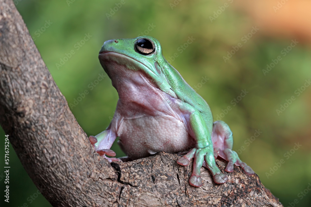 Dumpy frog on branch, tree frog front view, litoria caerulea, animals ...