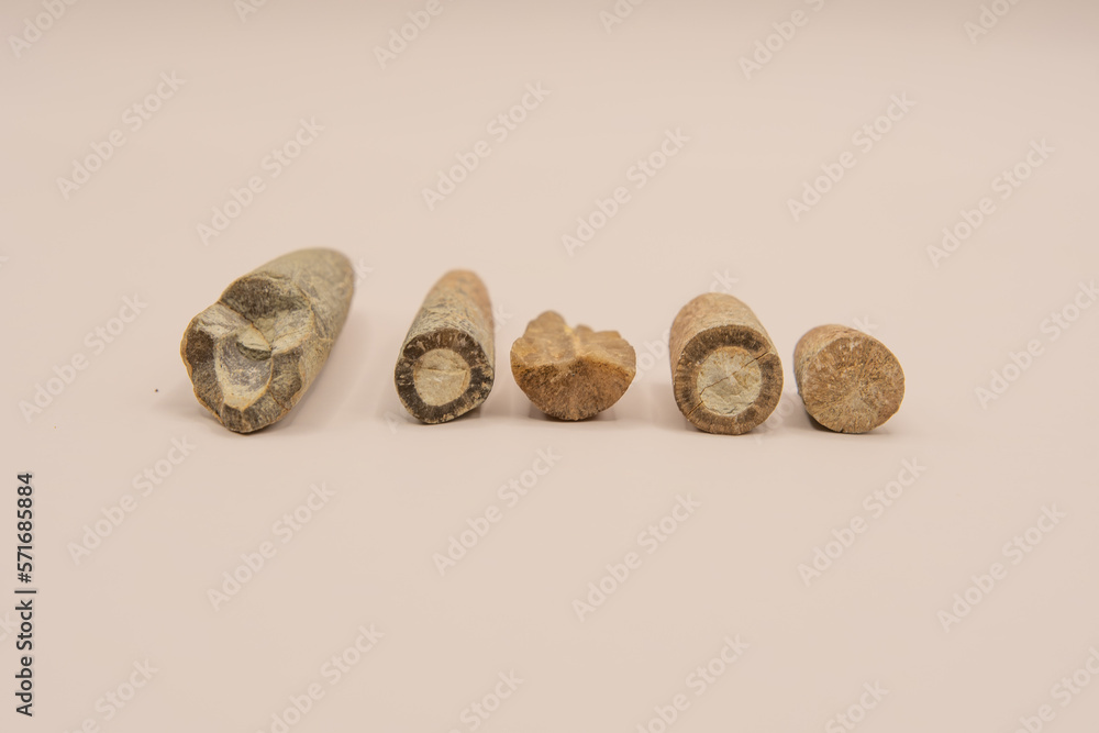 Macro detail of belemnites. Belemnitida (or belemnites) is an extinct ...