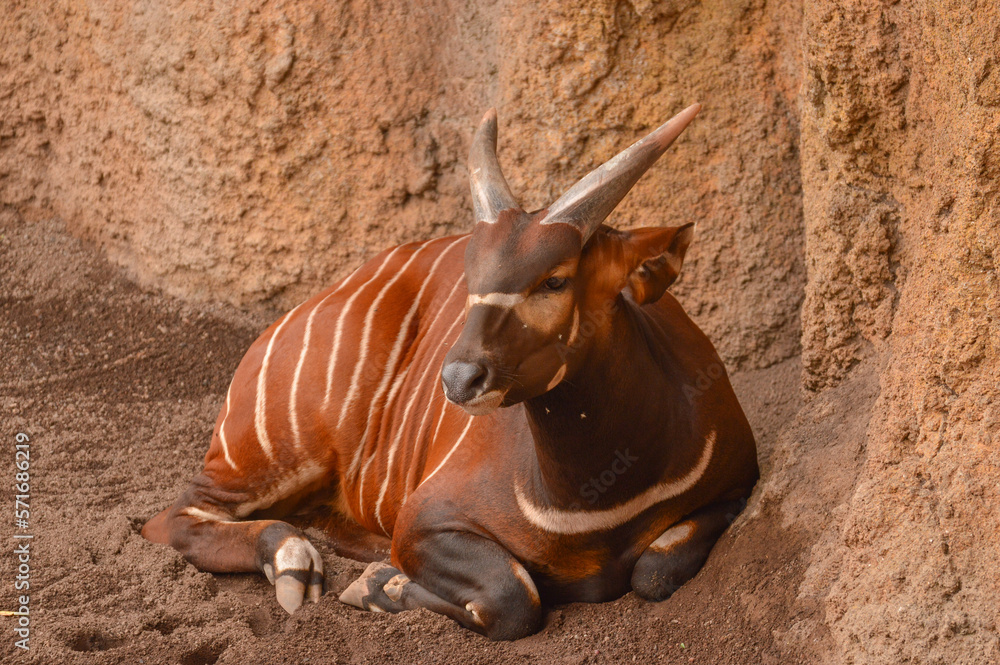 A young mountain bongo resting. The mountain bongo is a critically ...