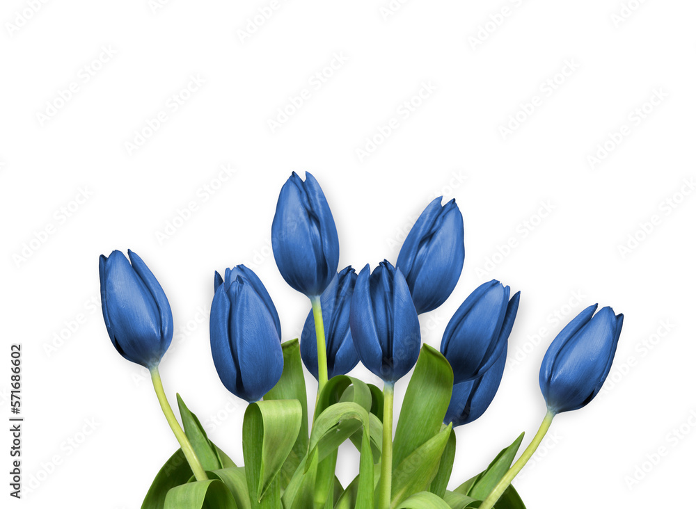Blue tulip on transparent background Stock Photo | Adobe Stock