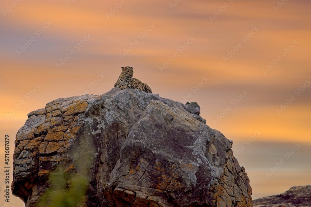 Foto de Sri Lankan leopard, Panthera pardus kotiya, predator native to ...