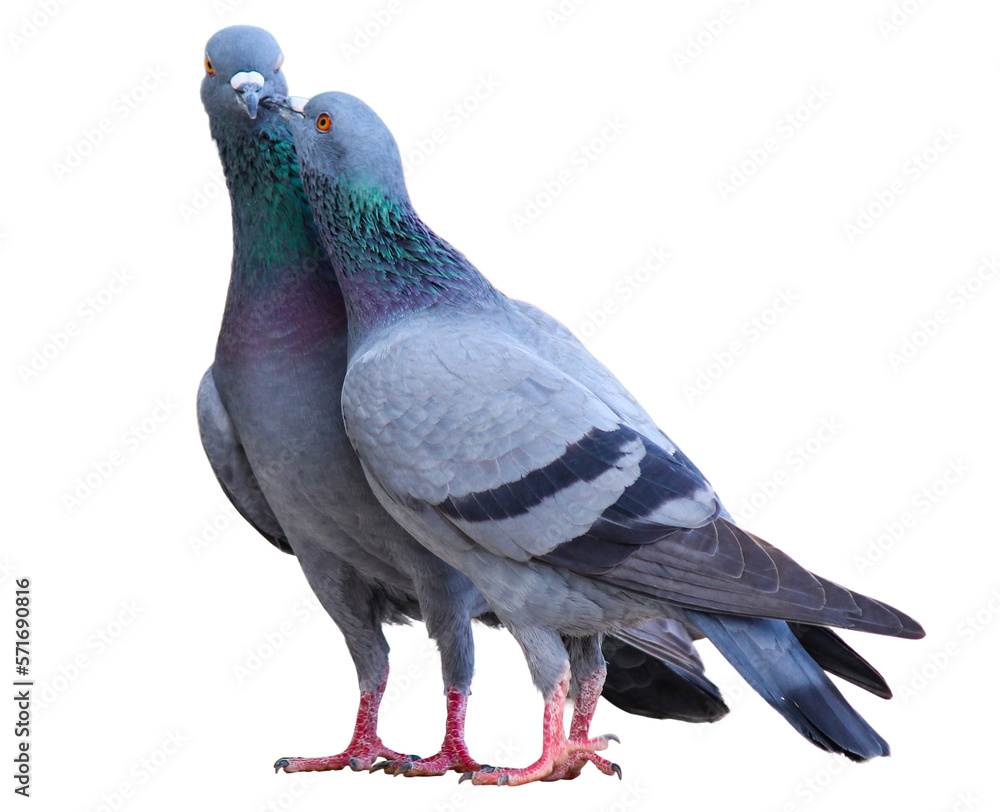 Palomas Stock Photo | Adobe Stock