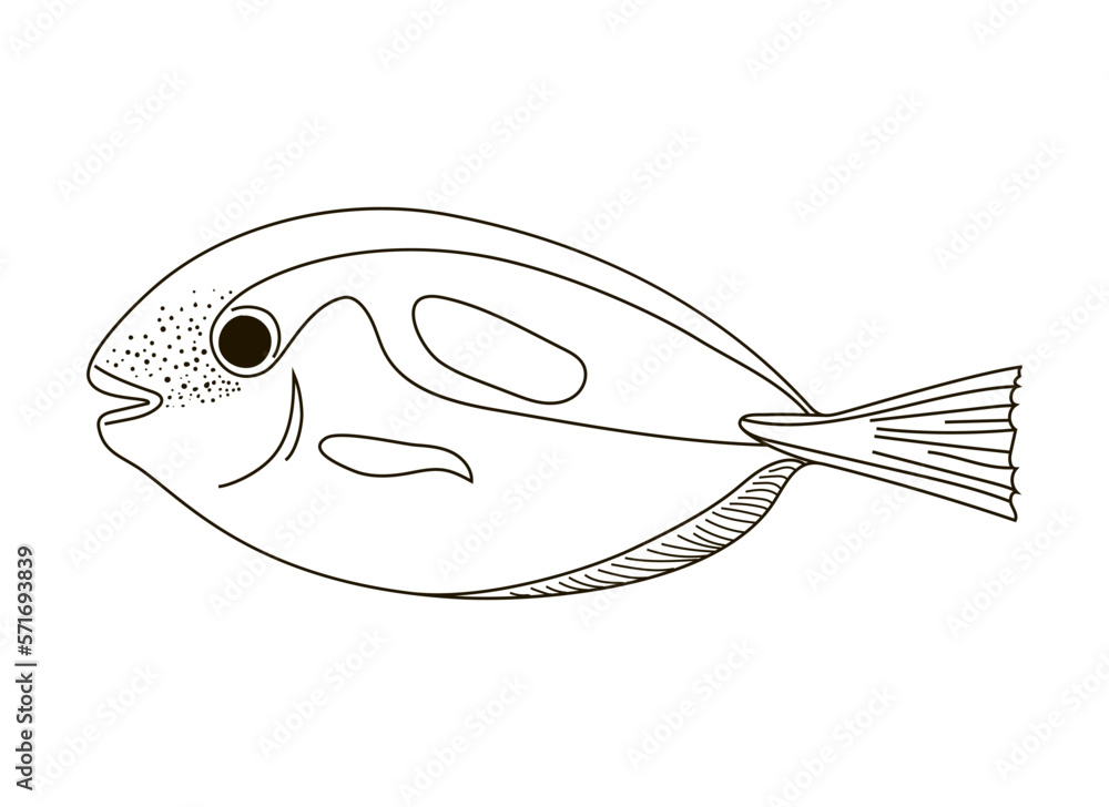 Drawing of a fish in a line style. Vector illustration isolated on ...