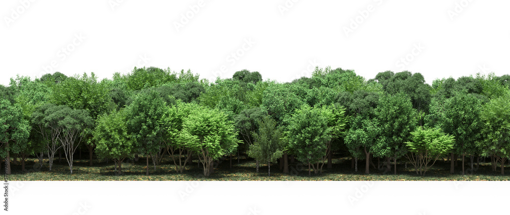 forest line, trees in the forest with grass and fallen leaves, isolated ...