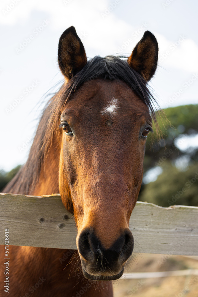 Majestuoso corcel en plena galopada, una imagen que refleja la fuerza y ...
