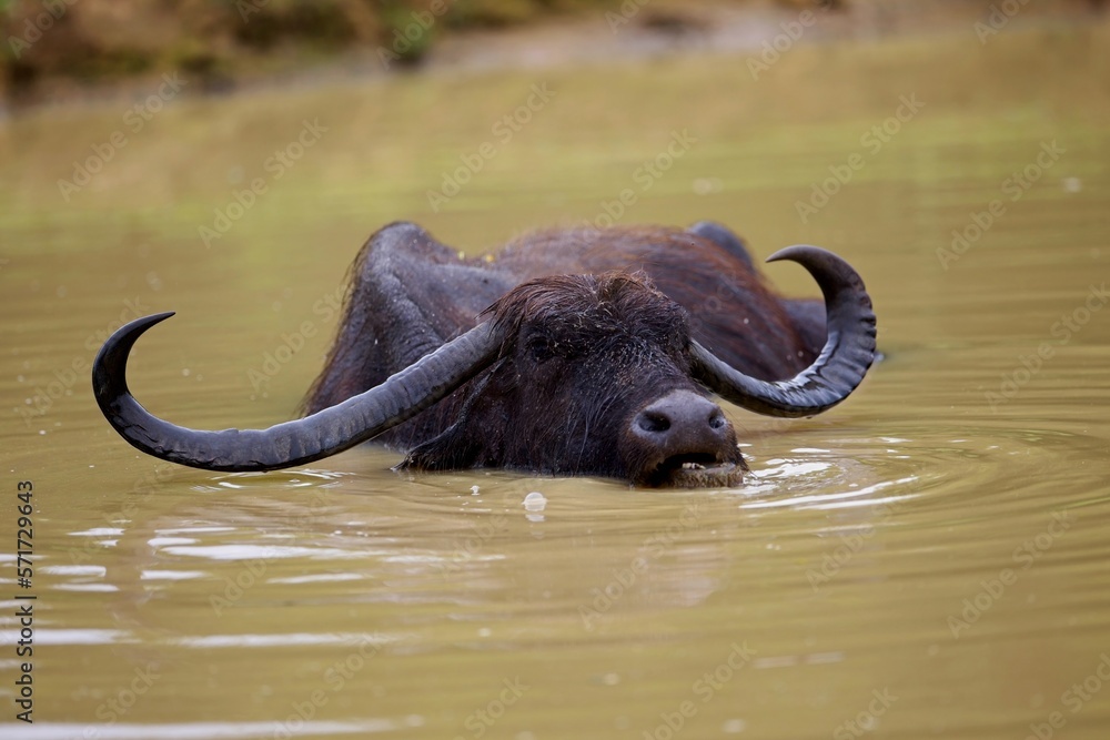 Refreshment of Water buffalo. Male water buffalo bathing in the pond in ...