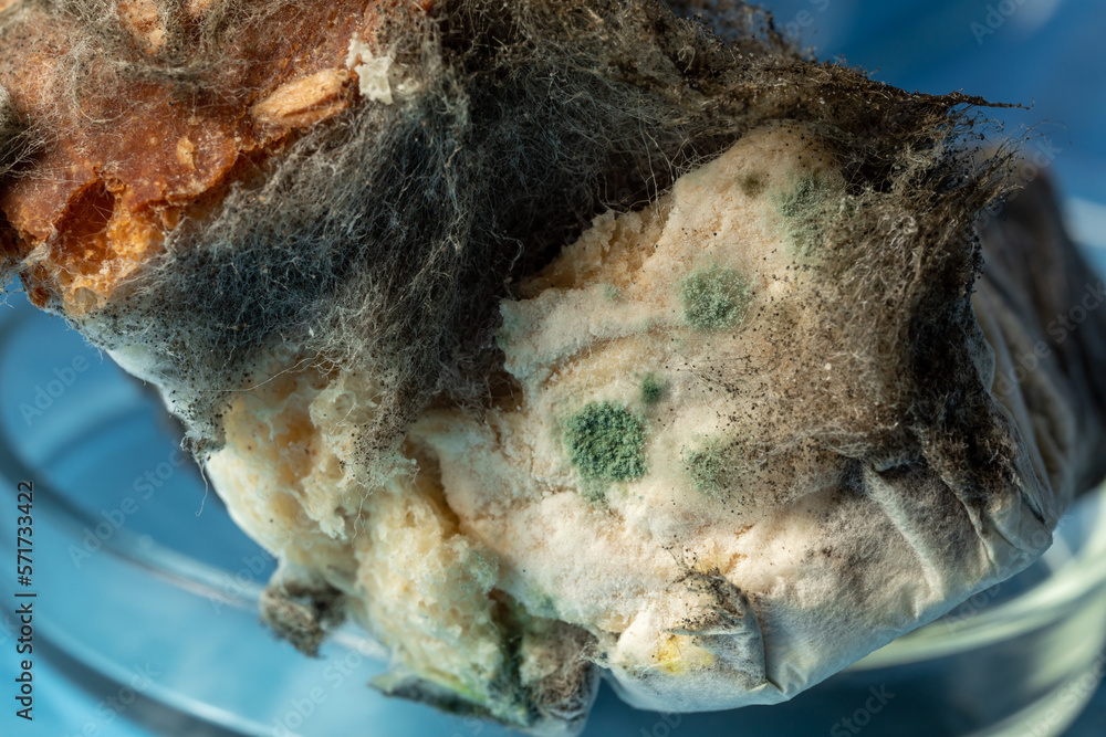Pece of bread with mold Aspergillus fumigatus in a Petri dish on a blue ...