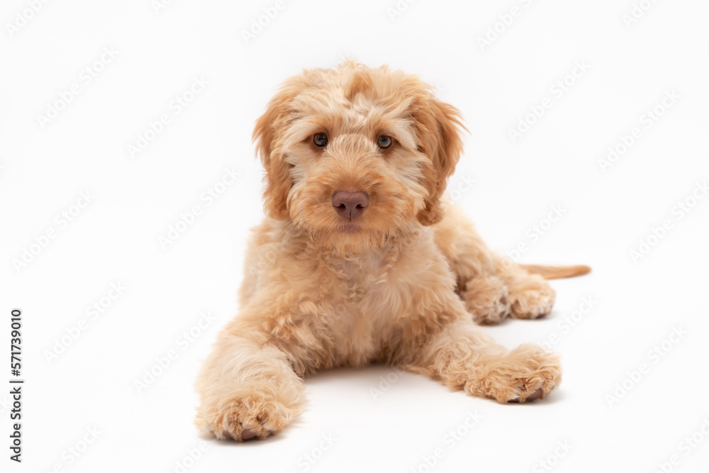 Cockapoo Golden