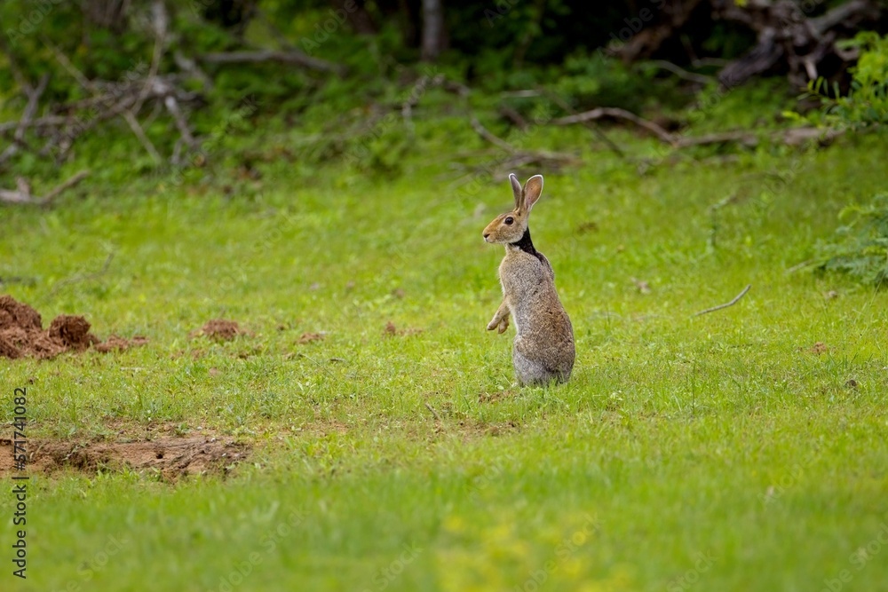 The Indian hare (Lepus nigricollis), also known as the black-naped hare ...