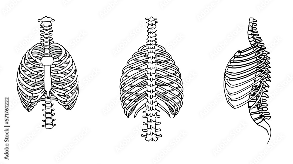 thoracic cavity, spine, ribs Stock Illustration | Adobe Stock