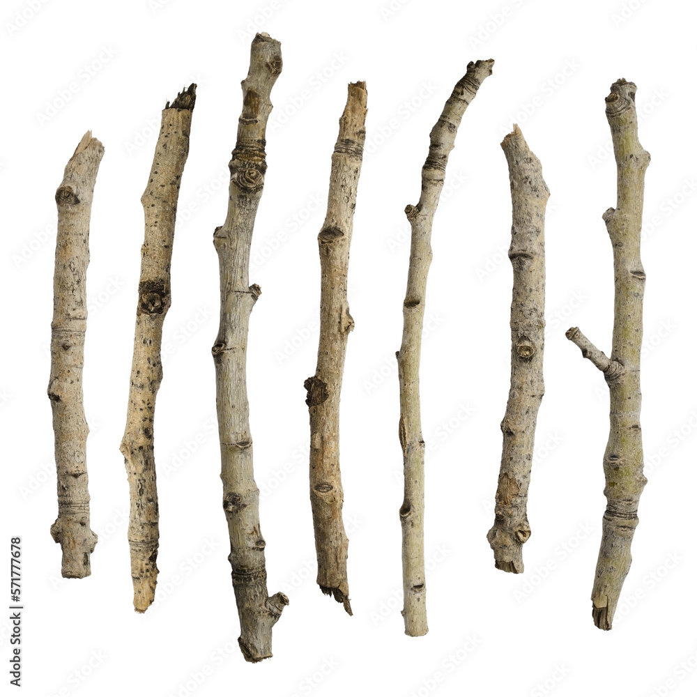 Dry sticks isolated without shadows on transparent background scene ...