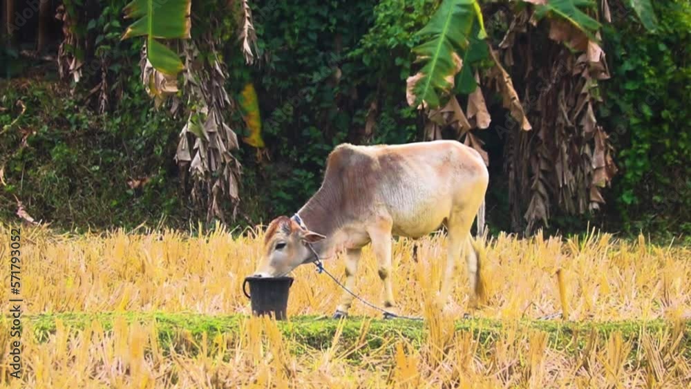 Static view of a calf of holy Indian cow drinking water from bucket in ...