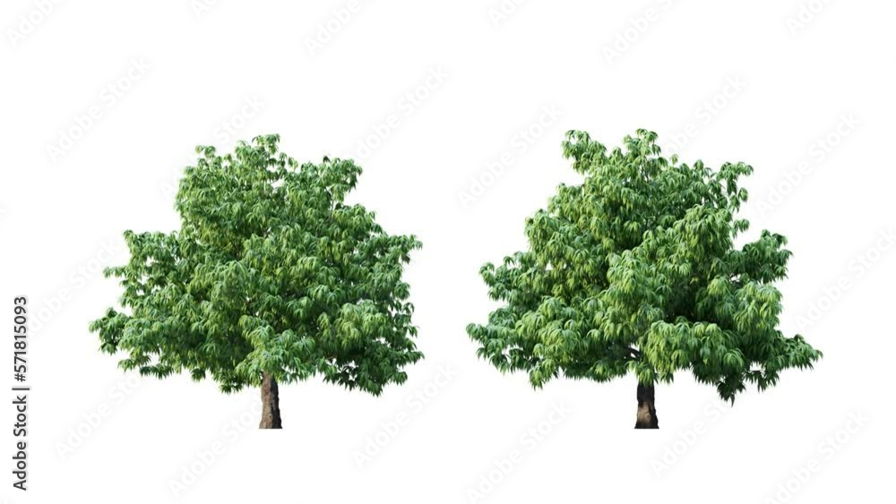 Growing trees on white background.3D animation growth grow from small ...