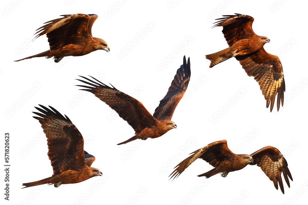 Birds of prey Black kite (Milvus migrans) flying on transparent ...