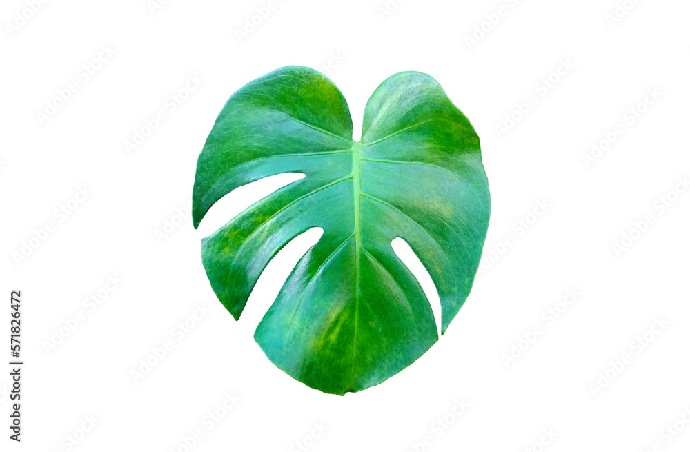 Top veiw, Bright fresh monstera leaf isolated on white background for ...
