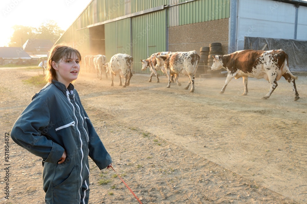 Rentrée des vaches pour la traite sous la conduite de la salariée ...