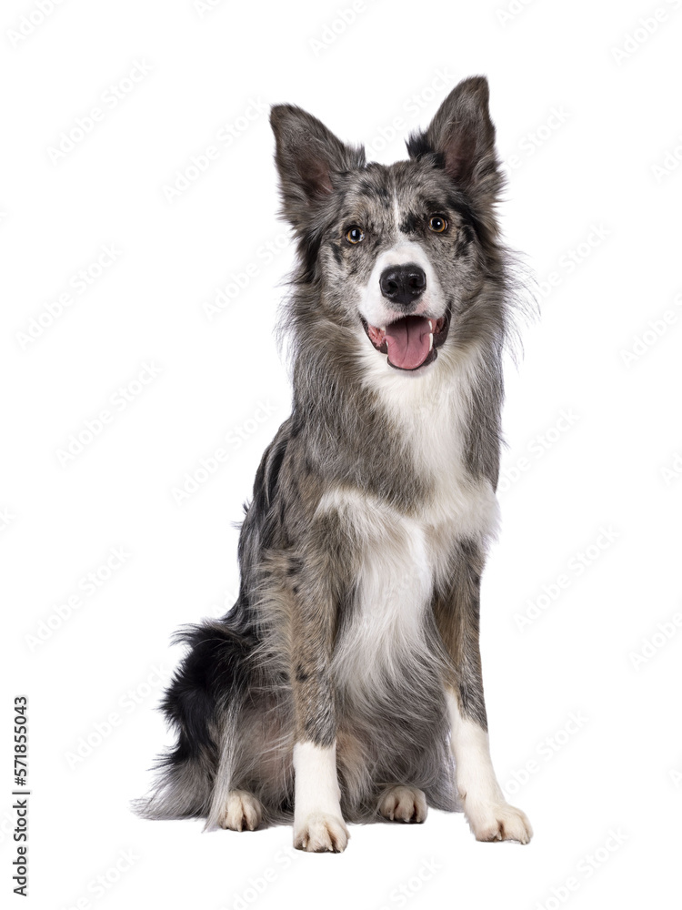 Young adult blue merle Border Collie dog, sitting up facing front. Looking straight towards ...