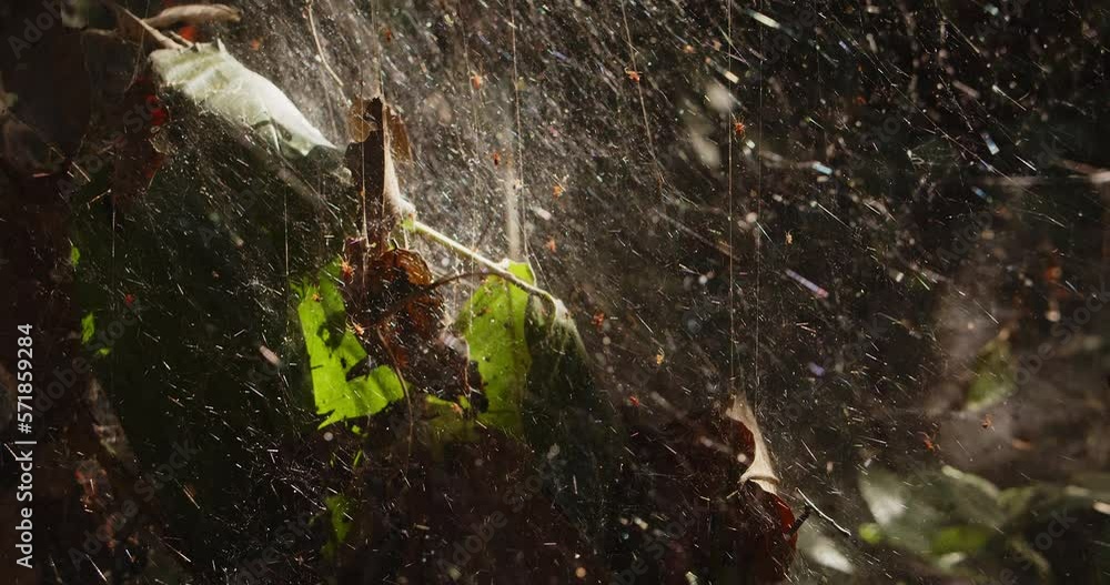 Scary view of multiple spiders in a complex web of the communal spiders ...