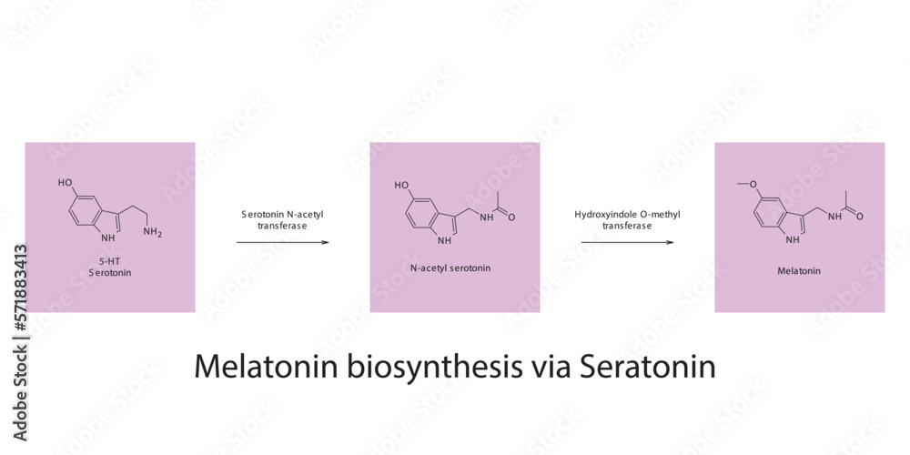 Melatonin biosynthesis pathway via 5HT Serotonin scientific diagram ...