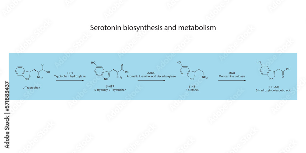 5HT Serotonin biosynthesis and metabolism pathway scientific diagram ...