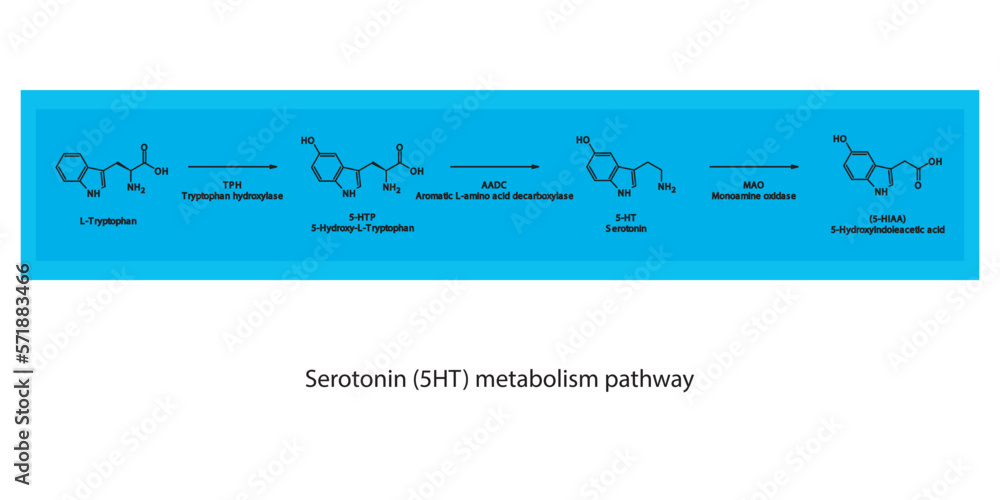 5HT Serotonin biosynthesis and metabolism pathway scientific diagram ...
