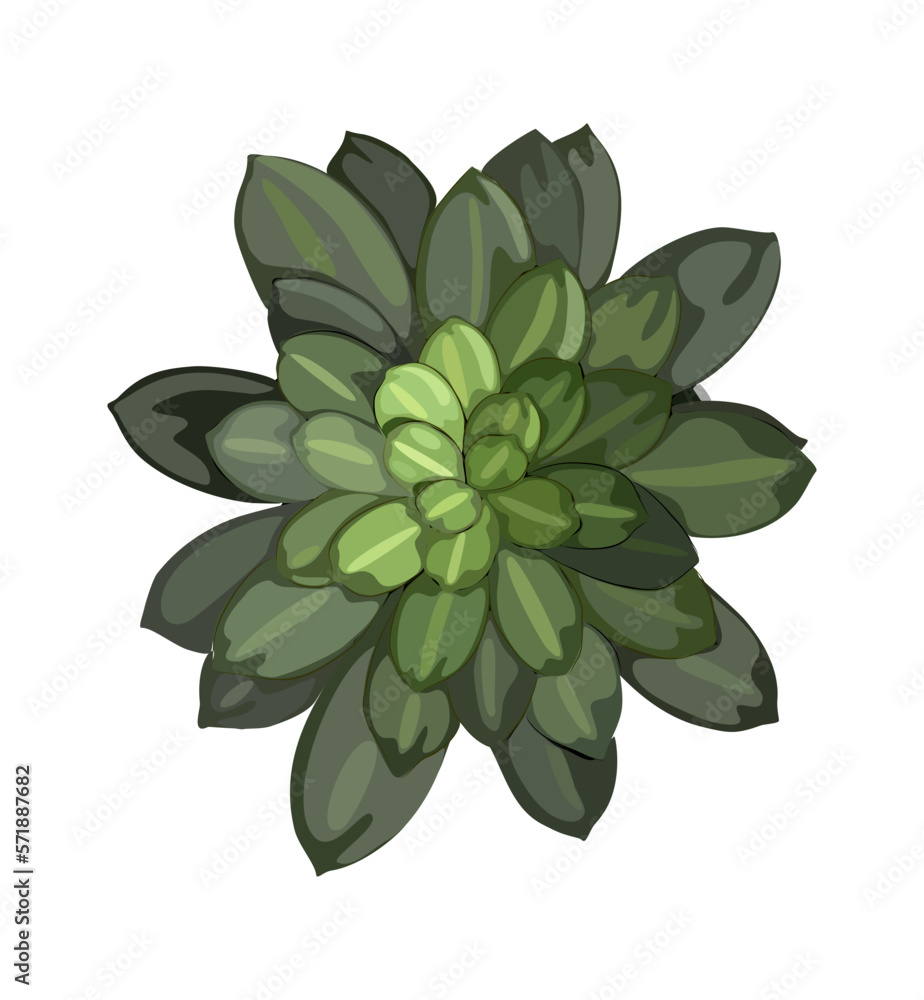 House plant top view. Succulent indoor plant for landscape ...