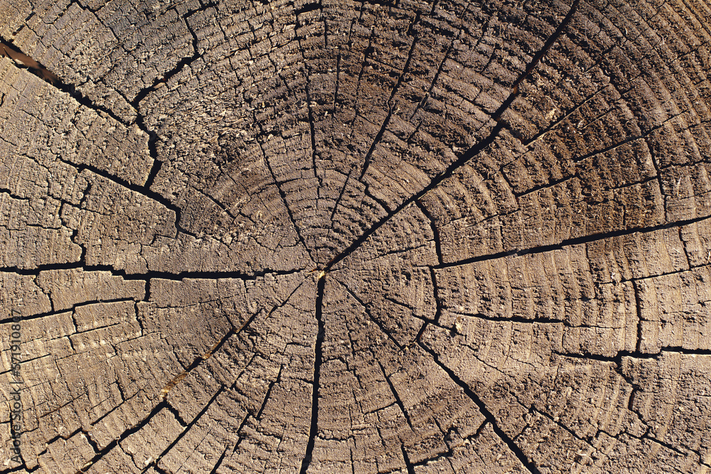 cross section of tree Stock Photo | Adobe Stock