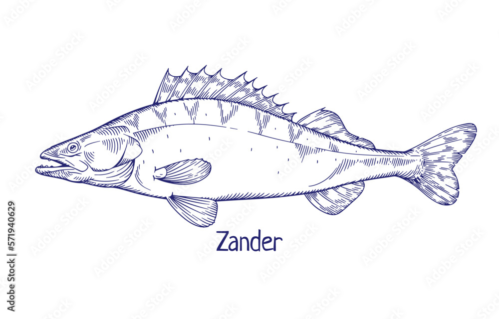 Zander, pikeperch, engraved outlined vintage ink drawing. Freshwater ...